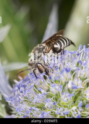 coelioxys conoidea, female Stock Photo - Alamy