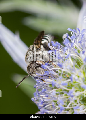 coelioxys conoidea, female Stock Photo - Alamy