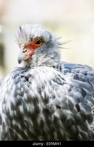Southern screamer (Chauna torquata), also known as the crested screamer ...
