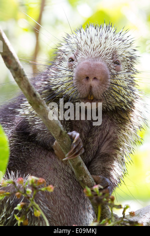 Mexican hairy dwarf porcupine Stock Photo - Alamy