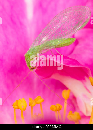 common green lacewings (Chrysoperla Stock Photo - Alamy
