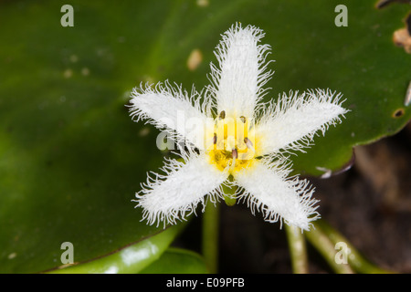 White water snowflake - an aquatic plant commonly grown for ornamental ...