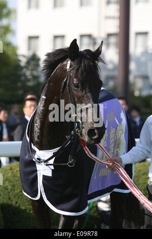 Kyoto, Japan. 4th May, 2014. Fenomeno Horse Racing : Fenomeno after ...