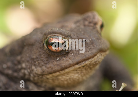 Adult common toad hunting for bugs and prey at ground level amongst ...