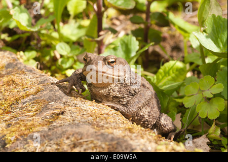 Adult common toad hunting for bugs and prey at ground level amongst ...