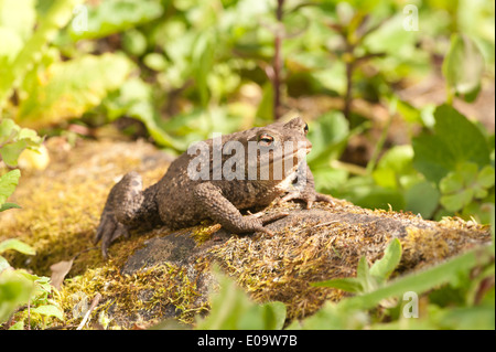 Adult common toad hunting for bugs and prey at ground level amongst ...