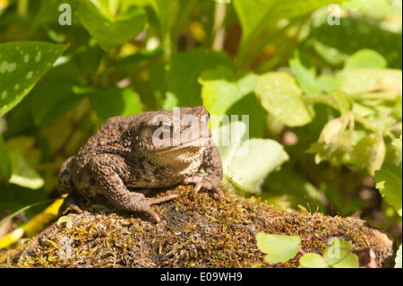 Adult common toad hunting for bugs and prey at ground level amongst ...