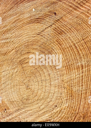 Larch (Larix) tree trunk cross-section: tree rings Stock Photo - Alamy