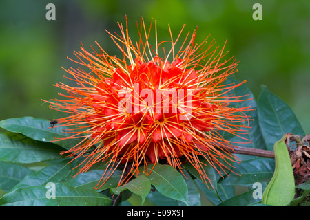 Panama Flame flower Brownea macrophylla Hoomaluhia Botanical Garden ...