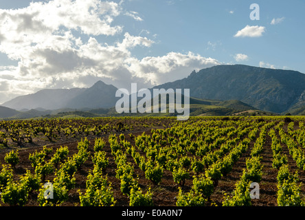 Old vineyard at Maury, AOC winemaking valley in the Fenouillèdes ...