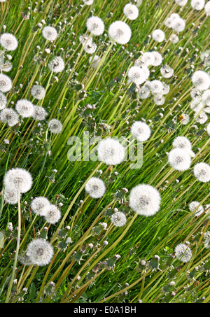 Dandelions on the meadow, closeup Stock Photo - Alamy
