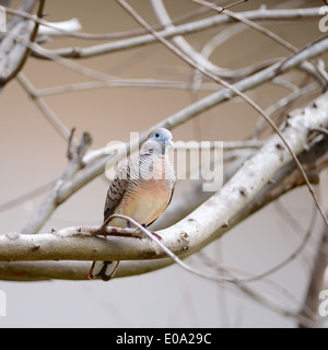 A dove perching on tree branch Stock Photo - Alamy
