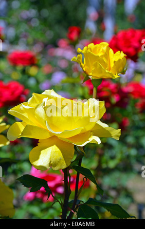 Blooming beautiful colorful roses as floral background Stock Photo - Alamy
