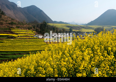 Terraced rapeseed yellow fields, Luoping area, Yunnan, China Stock ...