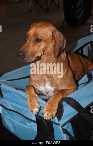 Rhodesian Ridgeback Dog Photographed in a Professional Studio ...