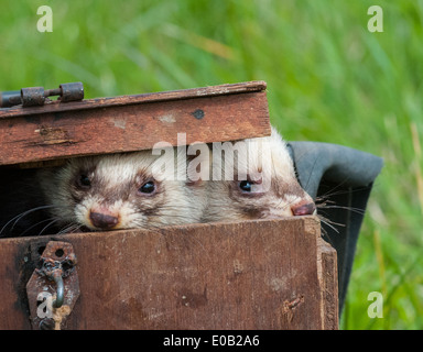 Pole Cat ferrets in a carrying box used to transport them, on long ...