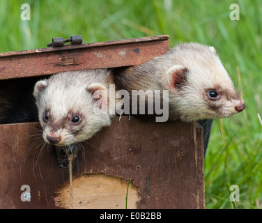 Pole Cat ferrets in a carrying box used to transport them, on long ...