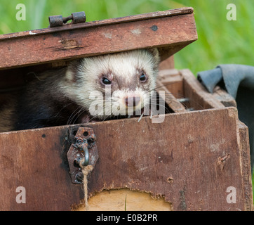 Pole Cat ferrets in a carrying box used to transport them, on long ...