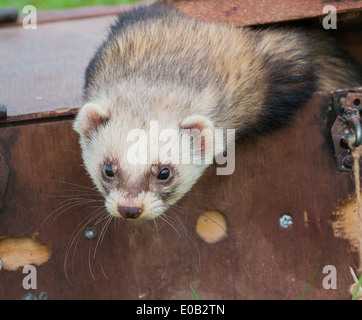 Pole Cat ferrets in a carrying box used to transport them, on long ...