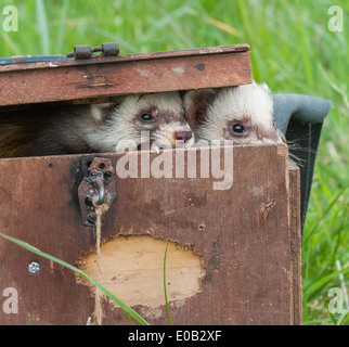 Pole Cat ferrets in a carrying box used to transport them, on long ...