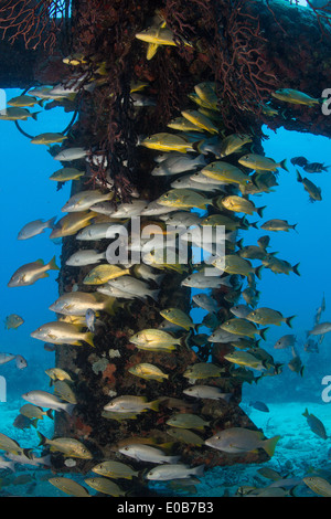 Shoal of fish with species of snapper (Lutjanus), Indian Ocean ...
