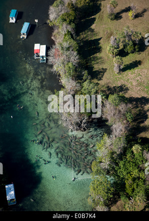 United States, Florida, Homosassa, Crystal River, Manatee (Trichechus ...