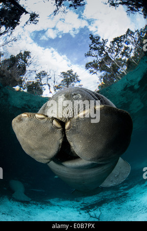 Eye to eye with an endangered Florida Manatee, Trichechus manatus ...