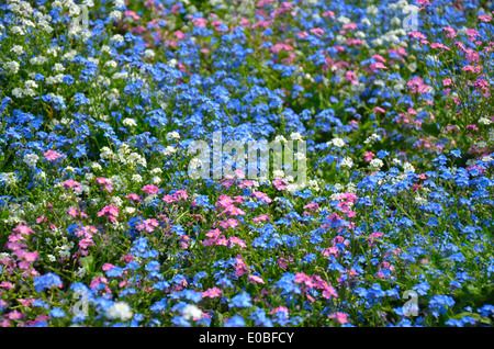 carpet with small flowers of different colors Stock Photo - Alamy