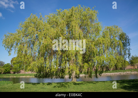 Weeping Willow tree, UK Stock Photo - Alamy