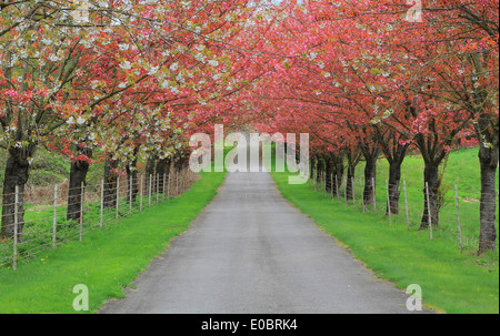 A long tree lined driveway entrance to a farm in New South Wales ...