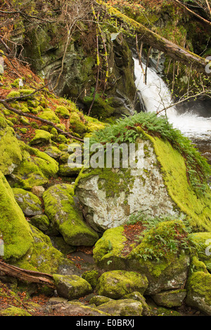 The Falls of Acharn near loch Tay, Scotland, UK Stock Photo - Alamy