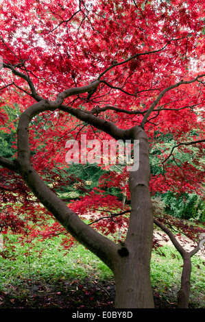 Acer palmatum 'Suminagashi', Japanese Maple, in autumn Stock Photo - Alamy