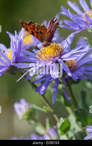 Comma butterfly (Polygonia c-album) feeding on the spring blossom of an ...