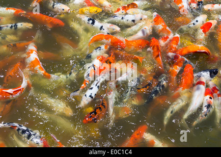 fish are chasing food Stock Photo - Alamy