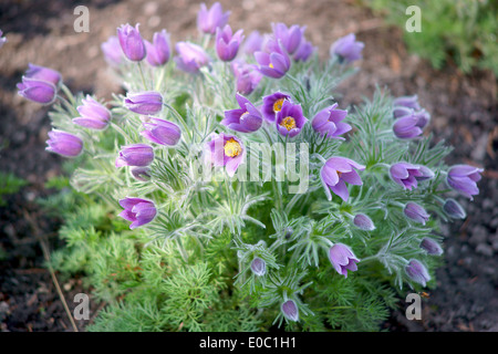 Blooming cluster of pasque flowers Pulsatilla halleri supspecies ...