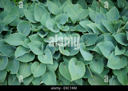 Fresh spring Hosta leaves Stock Photo - Alamy