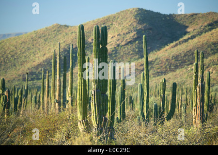 Forest of cardon (Pachycereus) trees and mountains, near Mulege, Baja ...