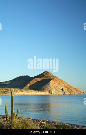 Cardon (Pachycereus) trees, Sea of Cortez and mountain, near Mulege ...