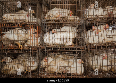 Agriculture poultry small abattoir processing for organic fed chicken ...