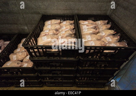 Agriculture poultry small abattoir processing for organic fed chicken ...