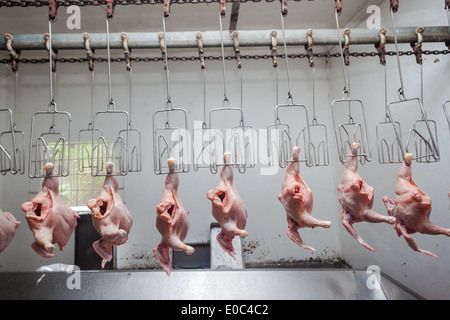 Agriculture poultry small abattoir processing for organic fed chicken ...