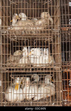 Agriculture poultry small abattoir processing for organic fed chicken ...