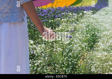 Flower farm, Hokkaido, Japan Stock Photo - Alamy