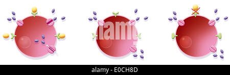 Diabetes type 1 and healthy glucose metabolism, illustration Stock ...