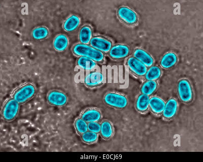 Streptococcus pneumoniae, or pneumococcus, is a gram-positive Stock ...