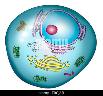 Illustration of rough endoplasmic reticulum (RER, yellow) surrounding a ...