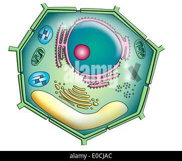 Illustration of rough endoplasmic reticulum (RER, yellow) surrounding a ...