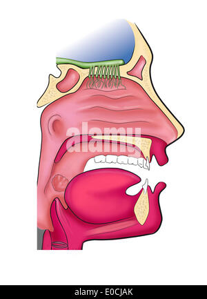 Throat nerve anatomy, illustration. The nerves shown here are the ...