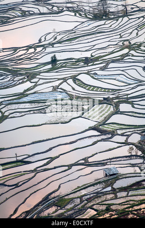 Bada Watered terraced rice fields at sunset, Yuanyang, Yunnan, China ...