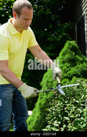 man trimming hedge Stock Photo - Alamy